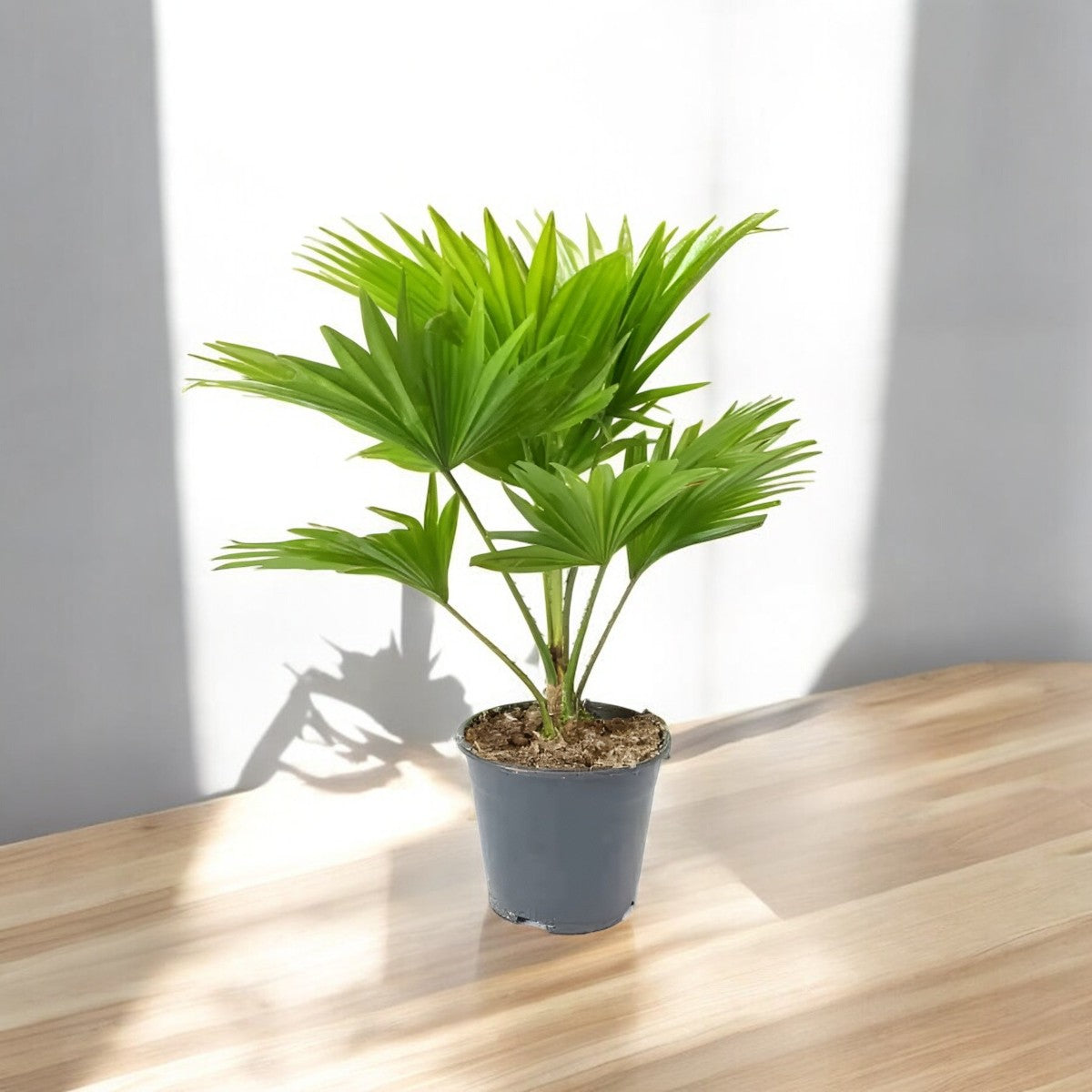 Buy Table Palm Umbrella palm Plant online at best price