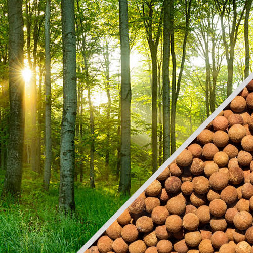 Buy Forestry (tree) Seeds Online at best price in India