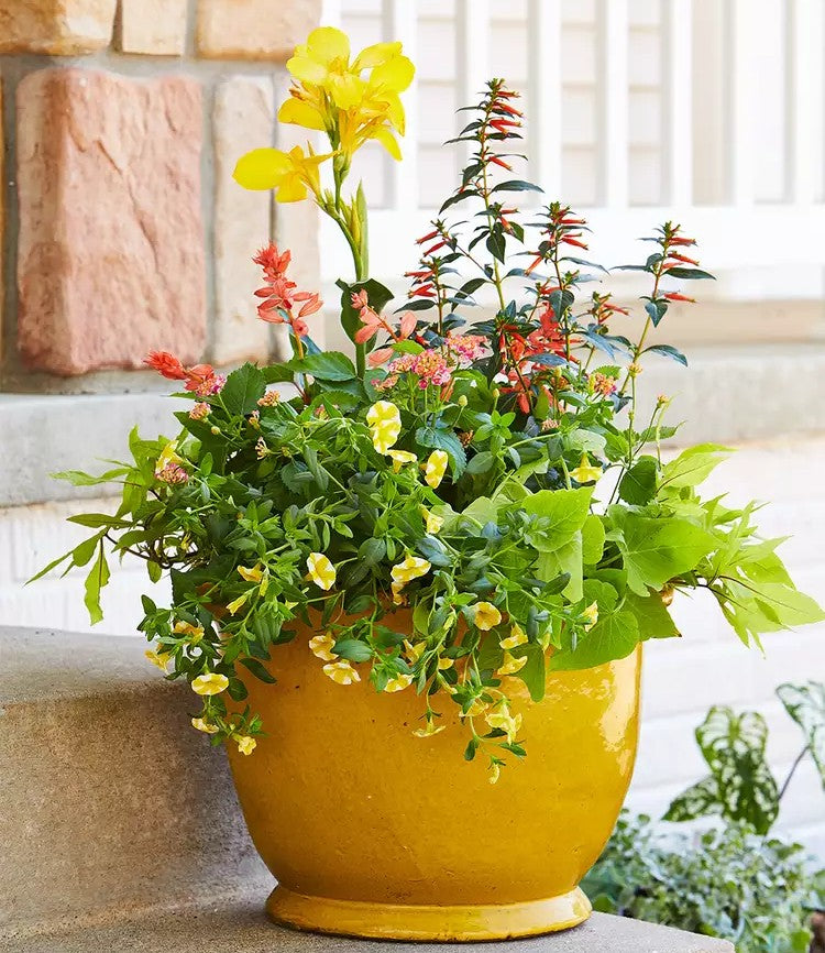Buy Outdoor Plants Online for Garden in India - Plantsguru