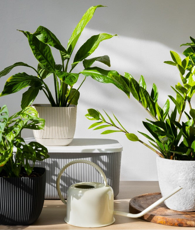 Buy Plants Online – Live Potted Plants for Home & Garden