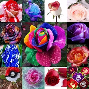 Rose Seeds Packs: Buy Rose Seeds Online at low price on PlantsGuru.com