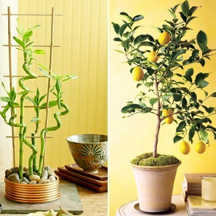 Vaastu & Religious plants buy Online at cheap price on PlantsGuru.com ...