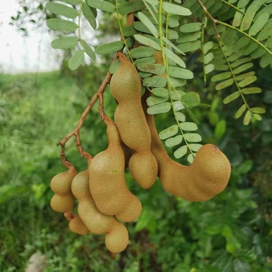 Buy Imli Plant - Tamarind, Tamarindus indica online at best price