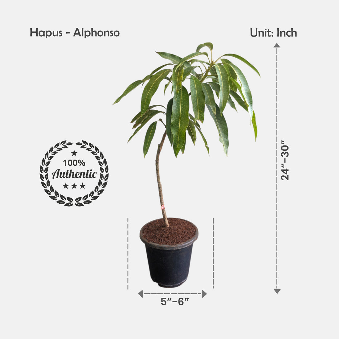 Buy grafted mango hapus (alphonso) plant online at low price