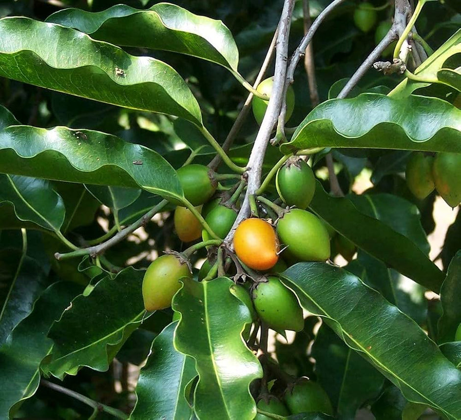 Buy Avenue Trees (plants) Online India at best price on PlantsGuru