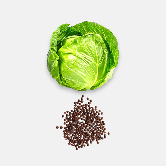 Buy Cabbage Seeds 1gm online at best price