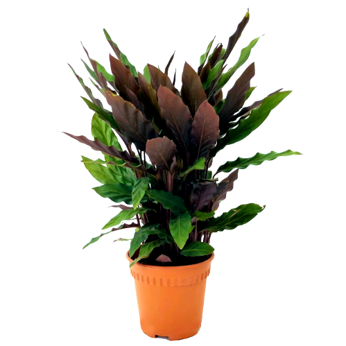 Buy Marantha Rufibarba Plant - Velvet Calathea online at best price