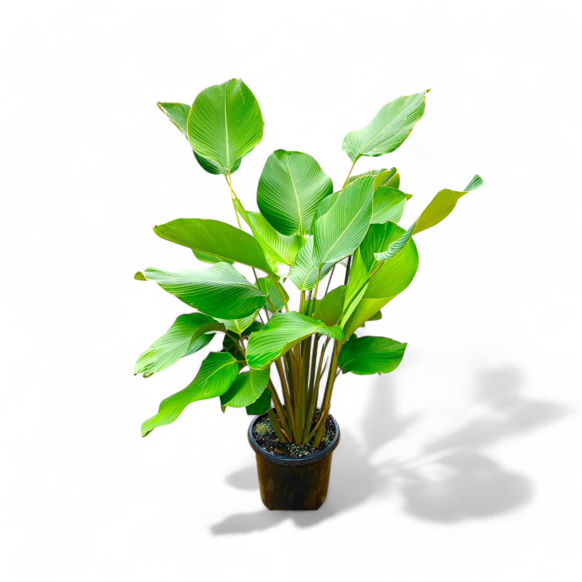 Buy Calathea Lutea Plant online at best price