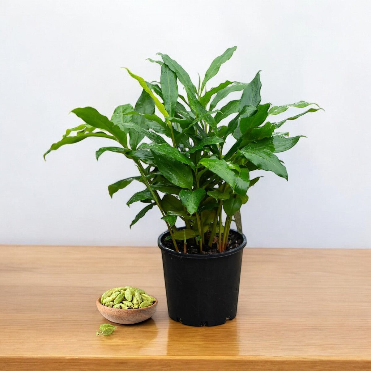 Buy Elaichi Plant - True Cardamom online at best price