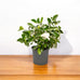 Buy Gardenia - Ananta Plant, Gandhraj online at best price