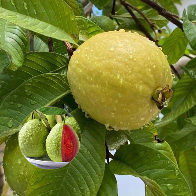 Buy Guava Lalit (hybrid) Plant online at best price