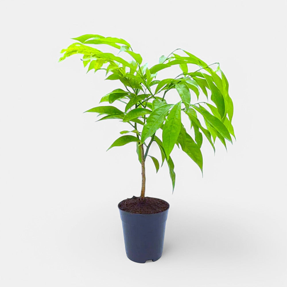 Buy Hirwa Chafa Plant - Hari Champa online at best price