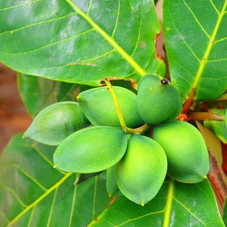 Buy Avenue Trees (plants) Online India at best price on PlantsGuru