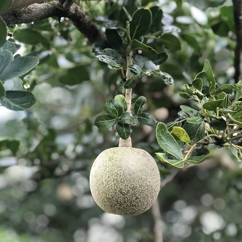 Buy Fruit Plants Online | Exotic Hybrid & Grafted Varieties