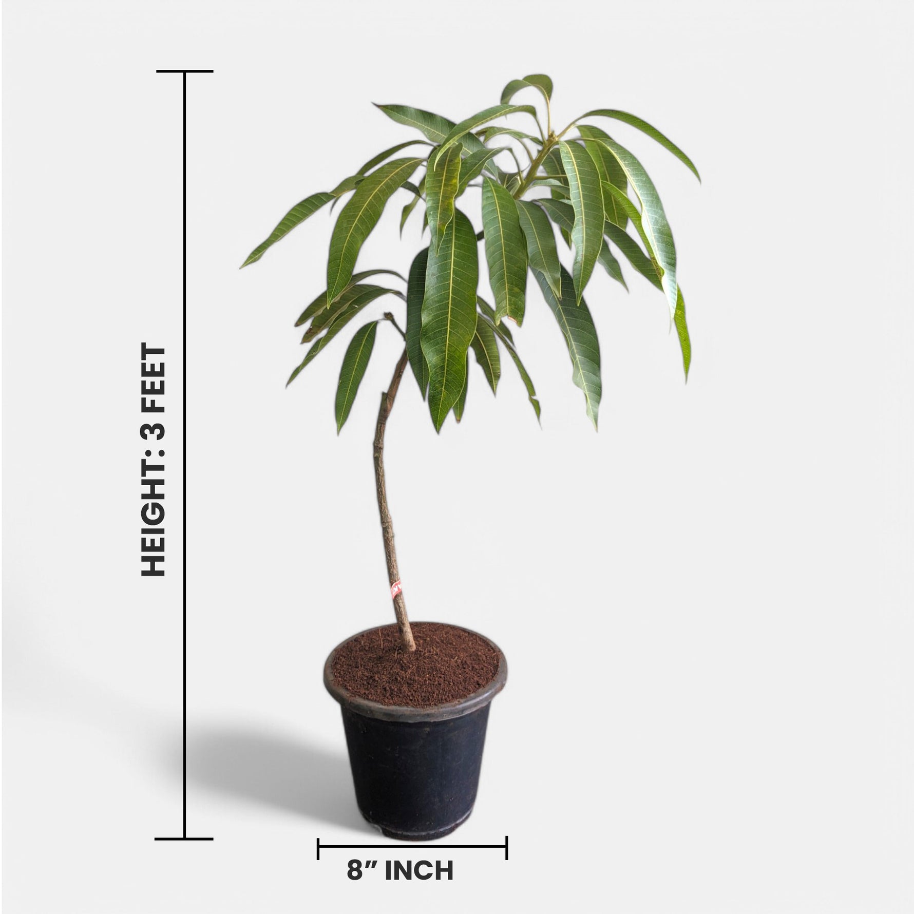 Buy Mango Miyazaki Plant (Grafted) online at best price