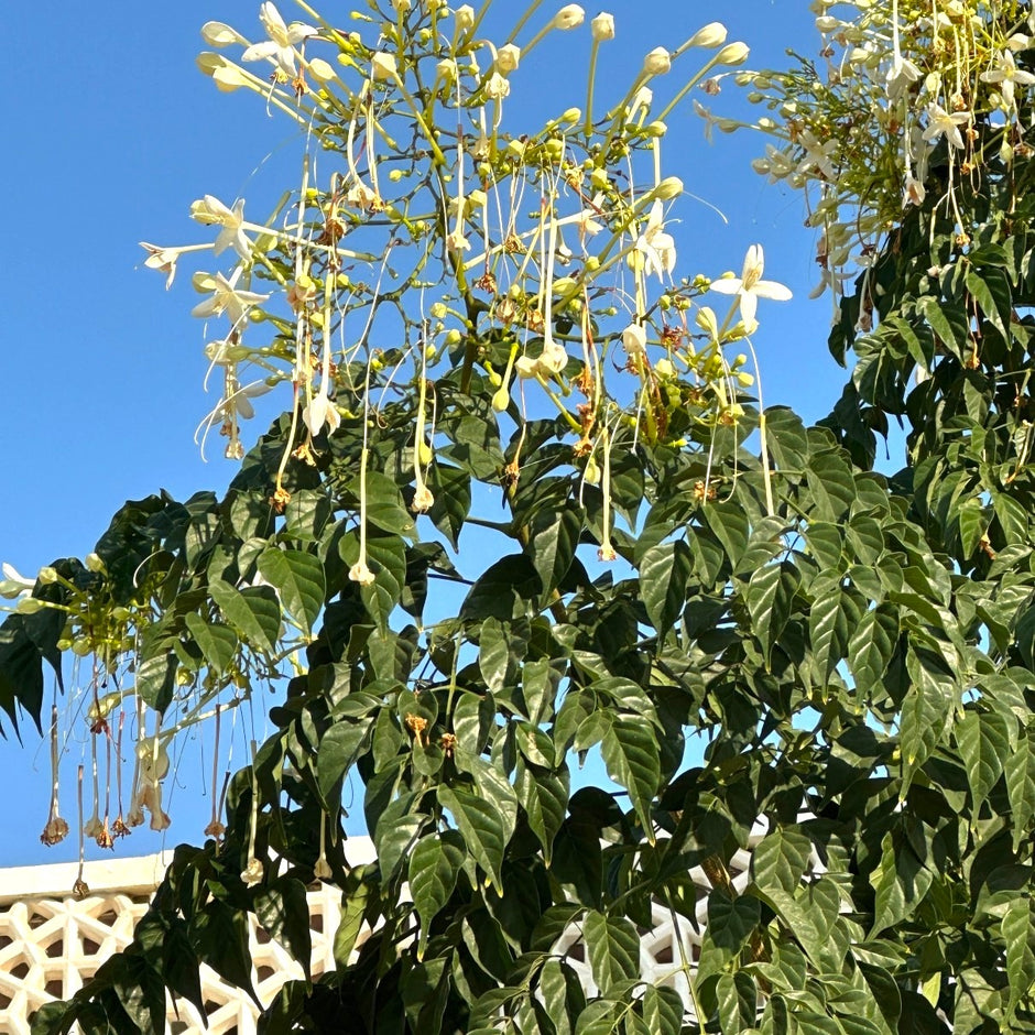 Buy Avenue Trees (plants) Online India at best price on PlantsGuru