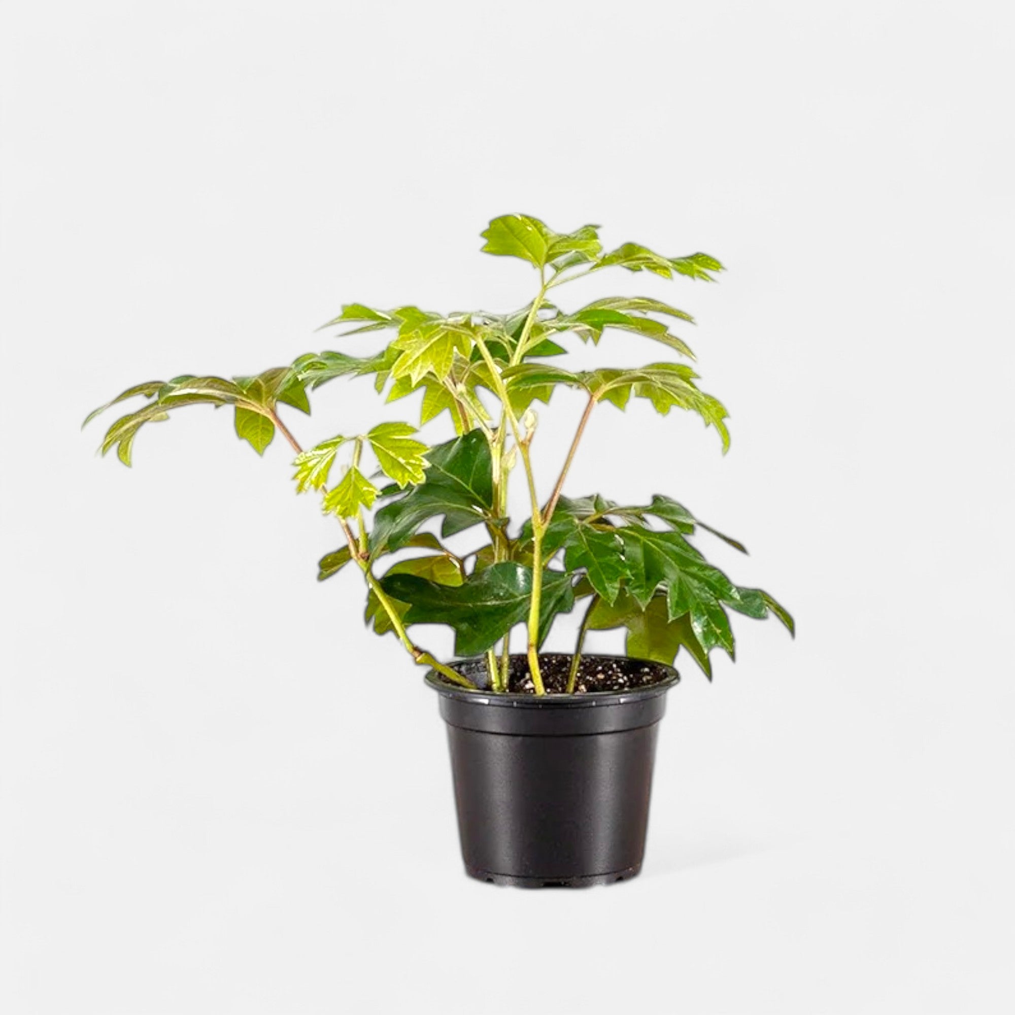 Buy Grape Ivy Plant - Oak leaf Ivy online at best price