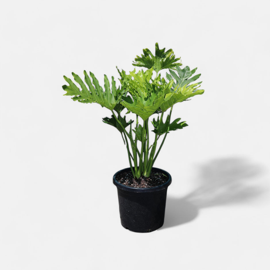 Buy Plants for Office Desk Online at affordable price in India