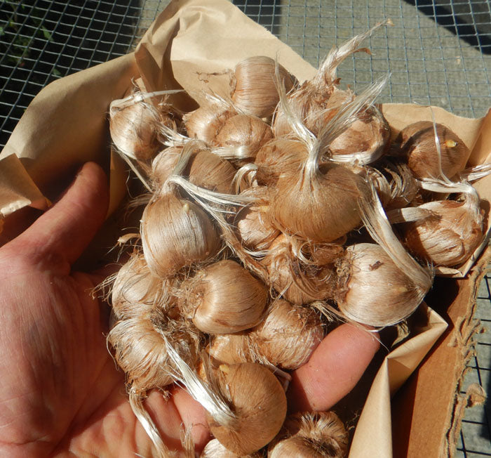 Buy Kashmiri Saffron (Kesar) Bulbs (pack of 10) online at best price