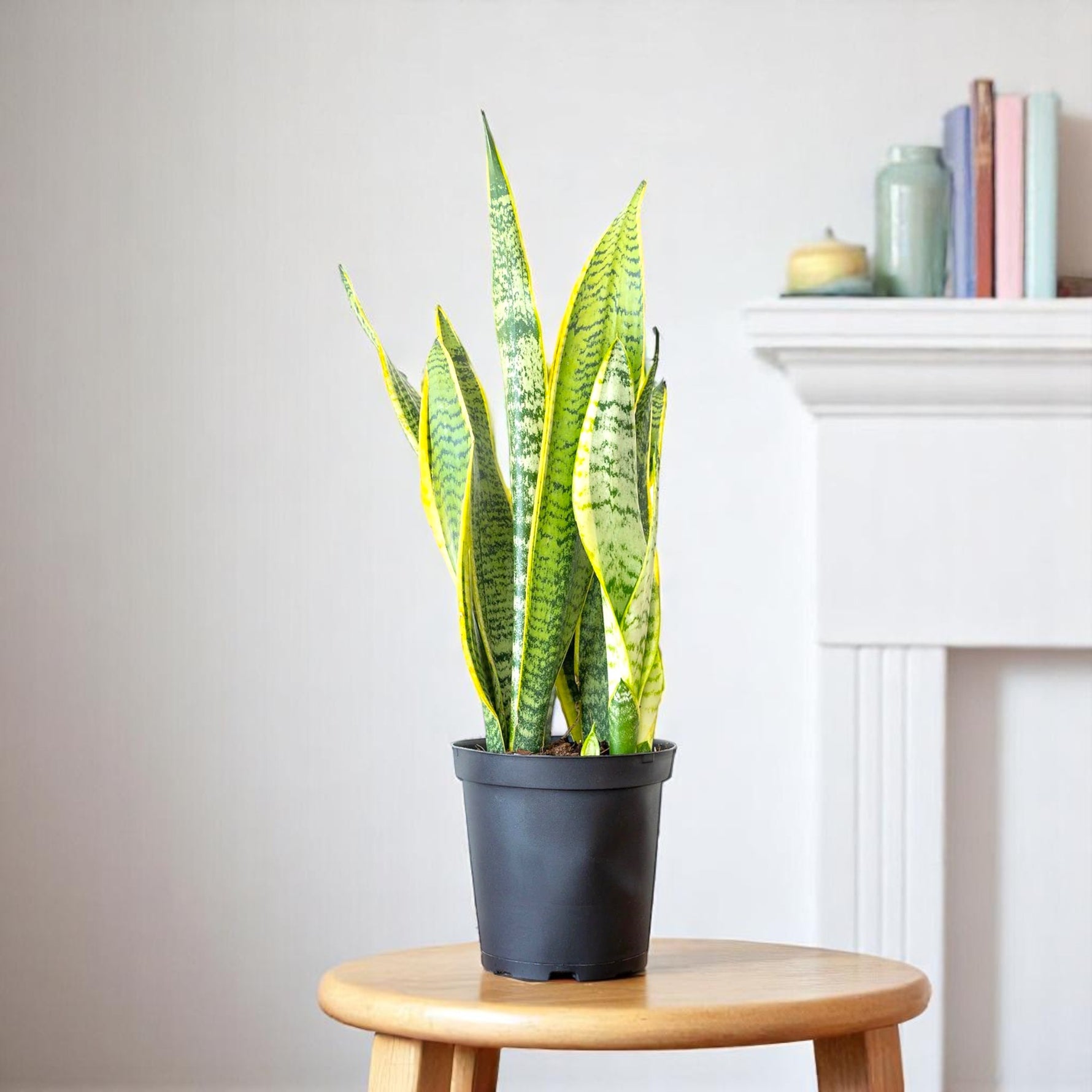 Buy Sansevieria Golden, Snake Plant online at best price