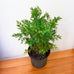 Buy Satap (sadapaku) Plant - Ruta online at best price