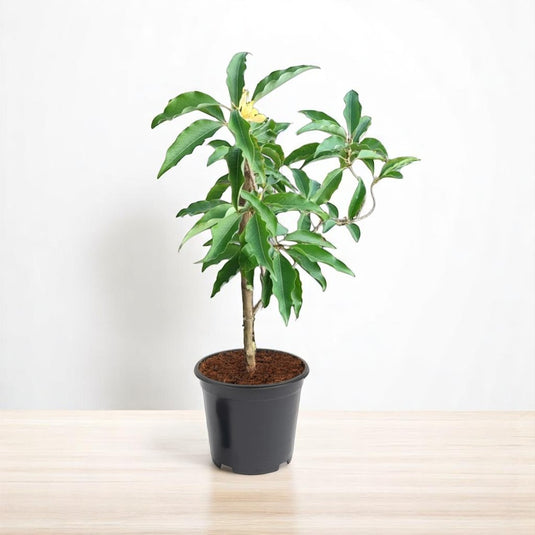 Buy Grafted Sonchafa Plant - Son Champa Online at Best Price