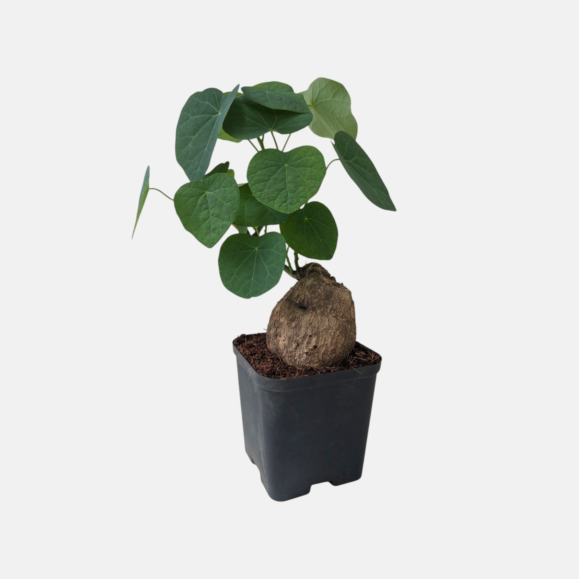 Buy Stephania Erecta Plant Online at Best Price - Plantsguru