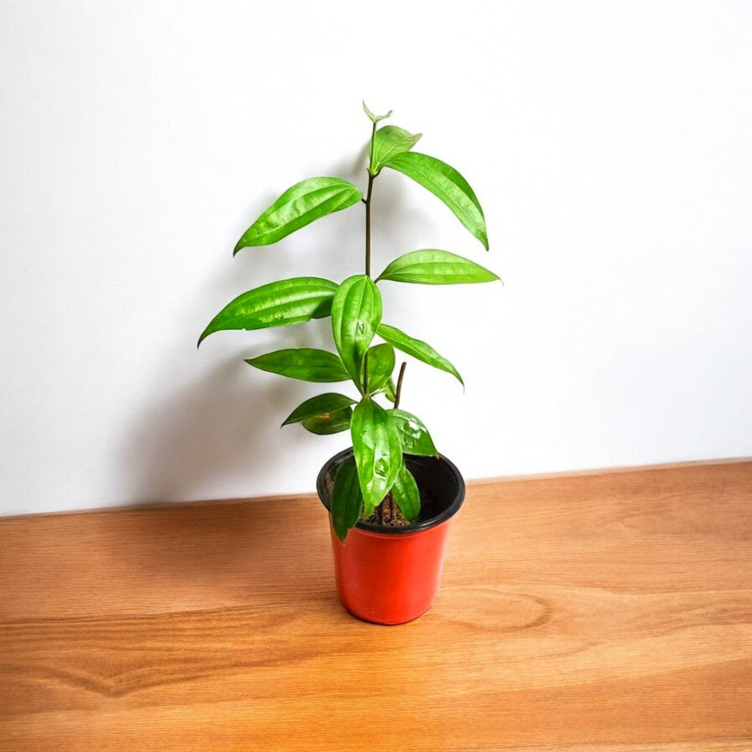 Buy Tej Patta Plant - Tamalpatra, Indian Spice bay Leaf online at best ...
