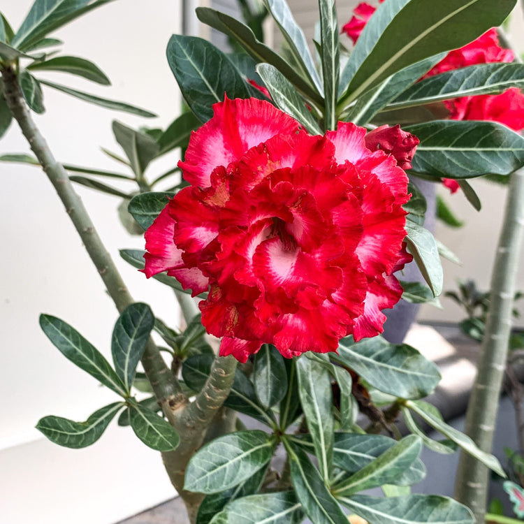 Buy Adenium Phet Mong Kon(Grafted) Plant online at best price