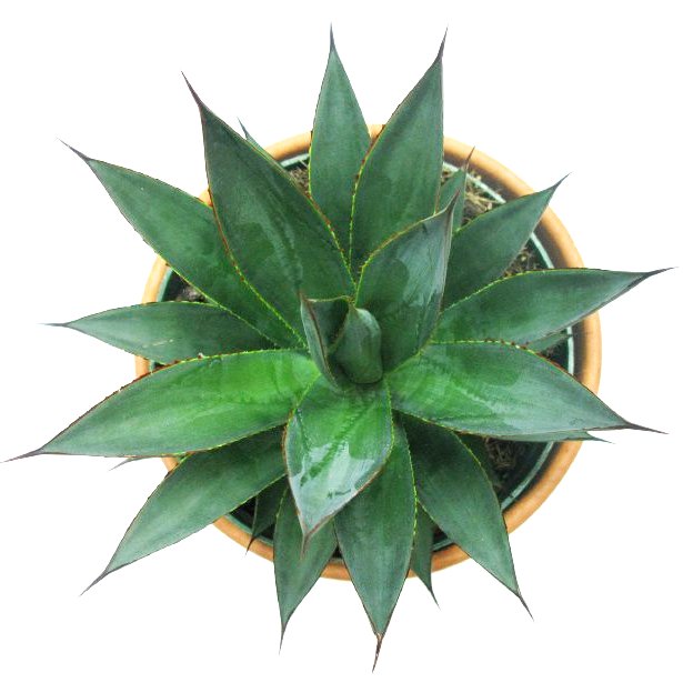 Buy Agave Blue Glow Plant online at best price