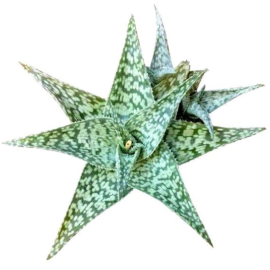 Buy Aloe White Beauty Succulent Plant online at best price