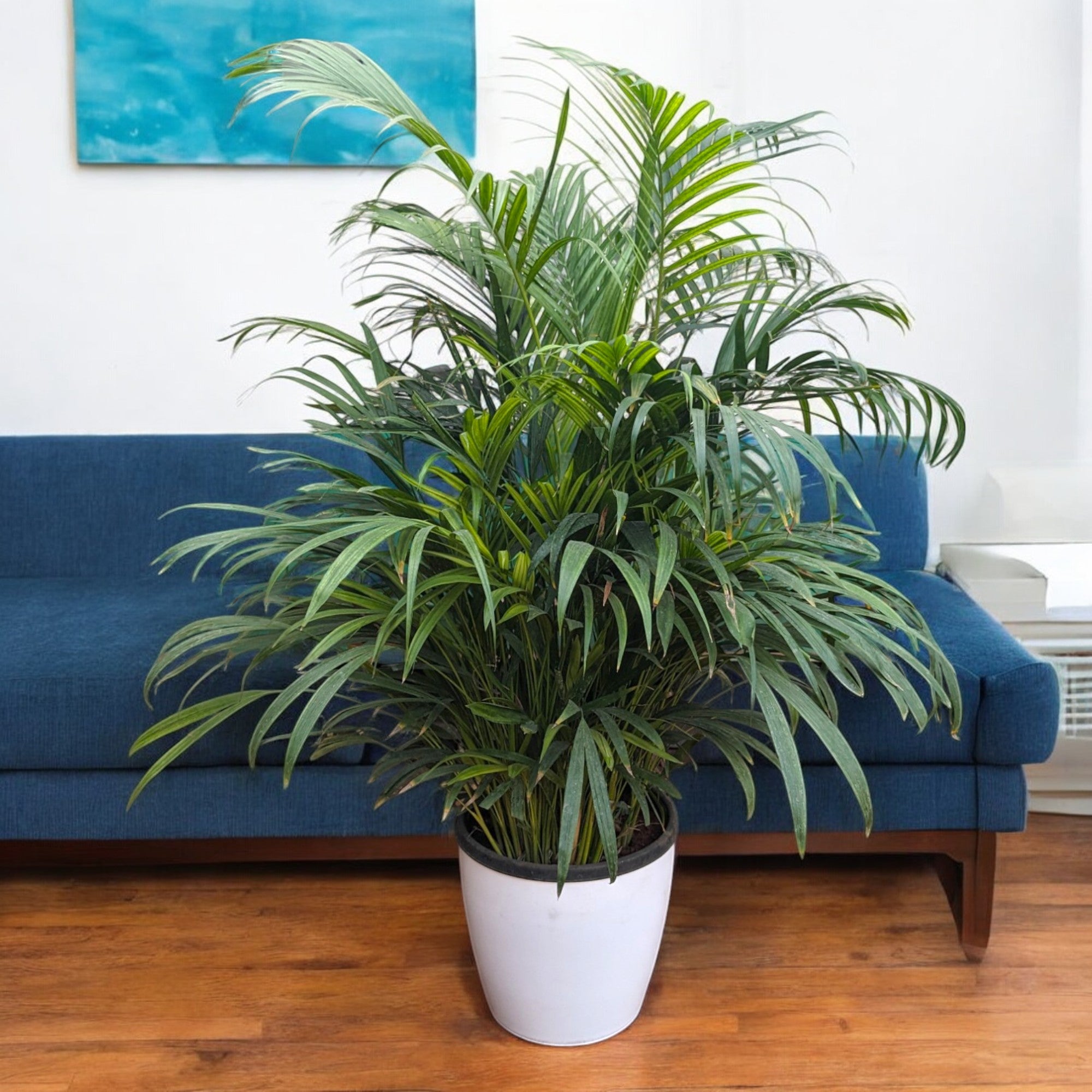 Buy areca palm plant big size online with self-watering pot