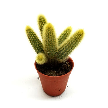 Buy Cleistocactus Tarantula Cactus - Rat Tail Cactus online at best price