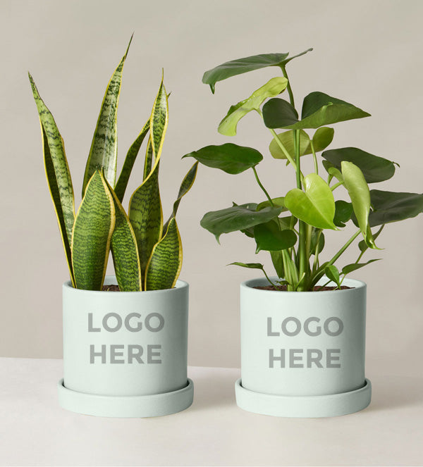 Corporate Plant Gifts | Custom Green Gifts for Employees & Clients