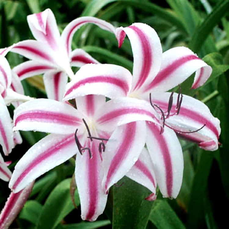 Buy Crinum Lily Star Bulbs - 1 Bulbs online at best price