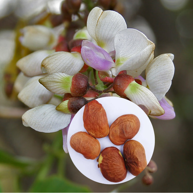Buy Pongamia Pinnata, Karanj - Seeds (1Kg) online at best price