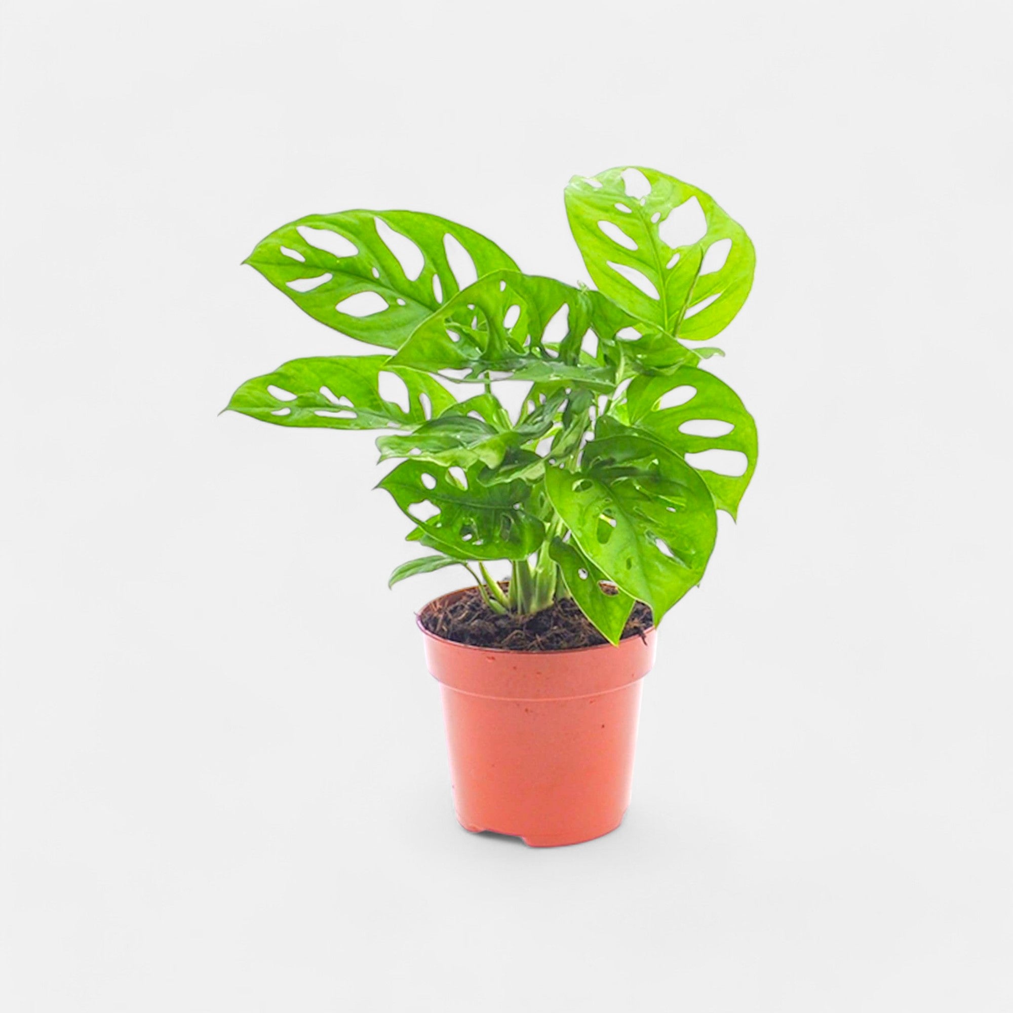 Buy Monster Creeper - Monstera, Monstera Obliqua Plant, Philodendron ...