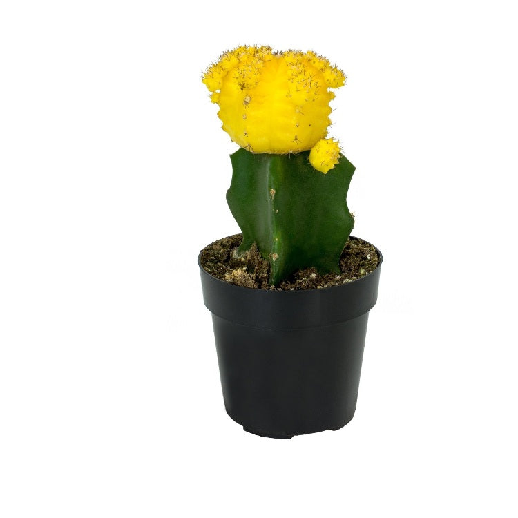 Buy Moon Cactus Yellow - Grafted Colorful Cactus online at best price