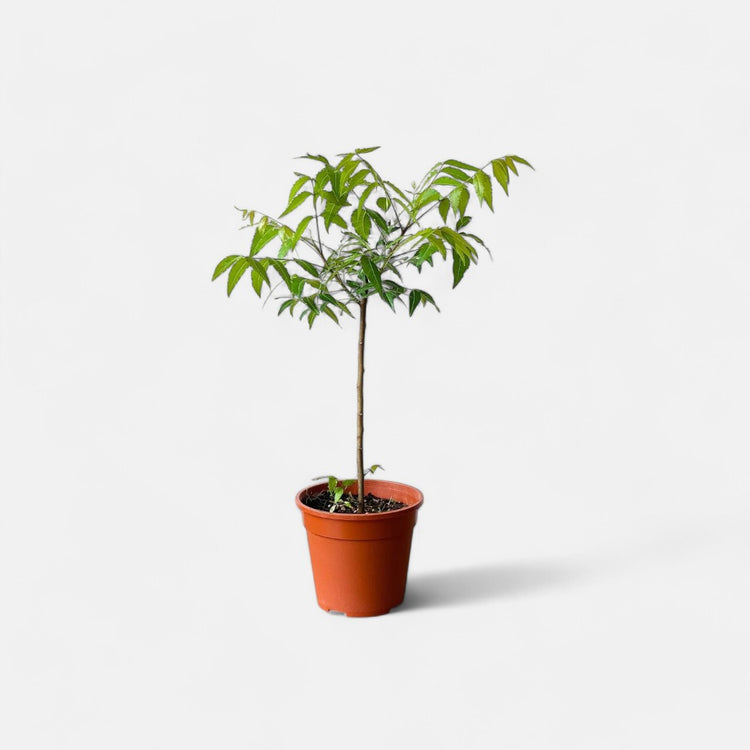 Buy Neem Tree, Nim Tree Plant online at best price