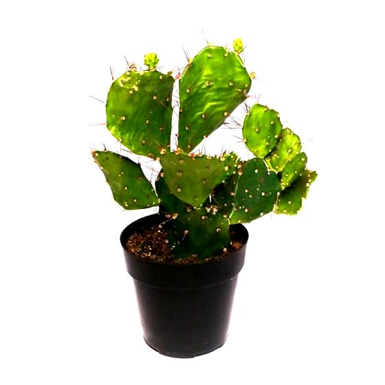 Buy Opuntia Tuna Plant - Bunny Ear Cactus online at best price
