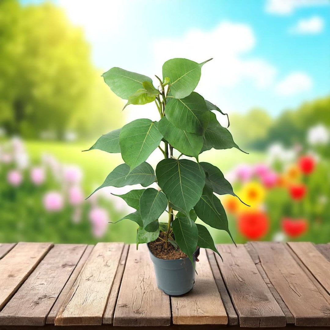 Buy Peepal Tree - Sacred Fig Plant online at best price