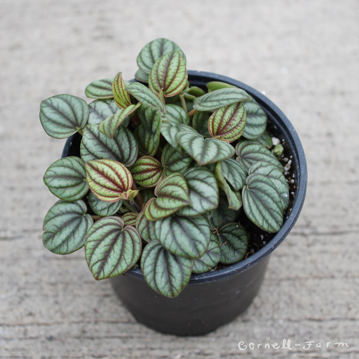 Buy Peperomia Caperata Piccolo Banda Plant online at best price
