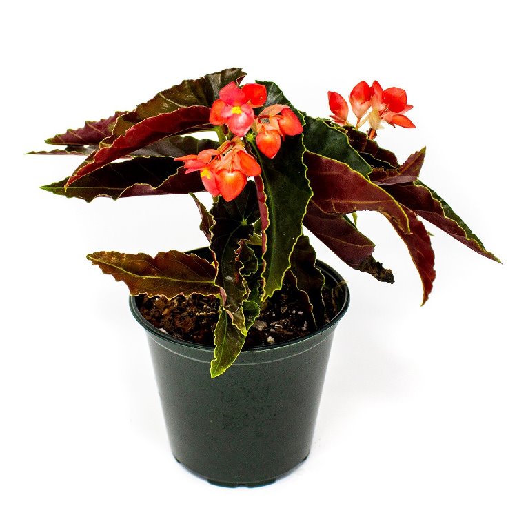 Buy Indoor Flower Plants Online | Plantsguru