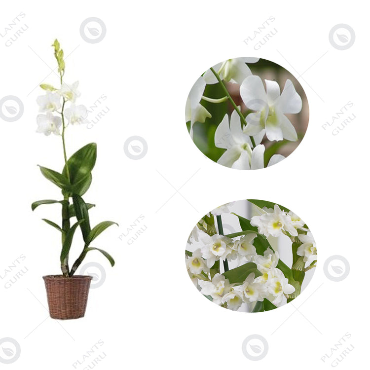 Buy Dendrobium Orchid White - Orchid Plant online at best price