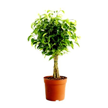 Buy Ficus Panda Plant - Ficus Benjamina, Golden Ficus online at best price