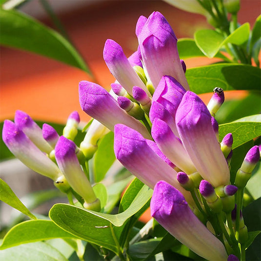 Buy Climbers & Creepers Plants Online at cheap price