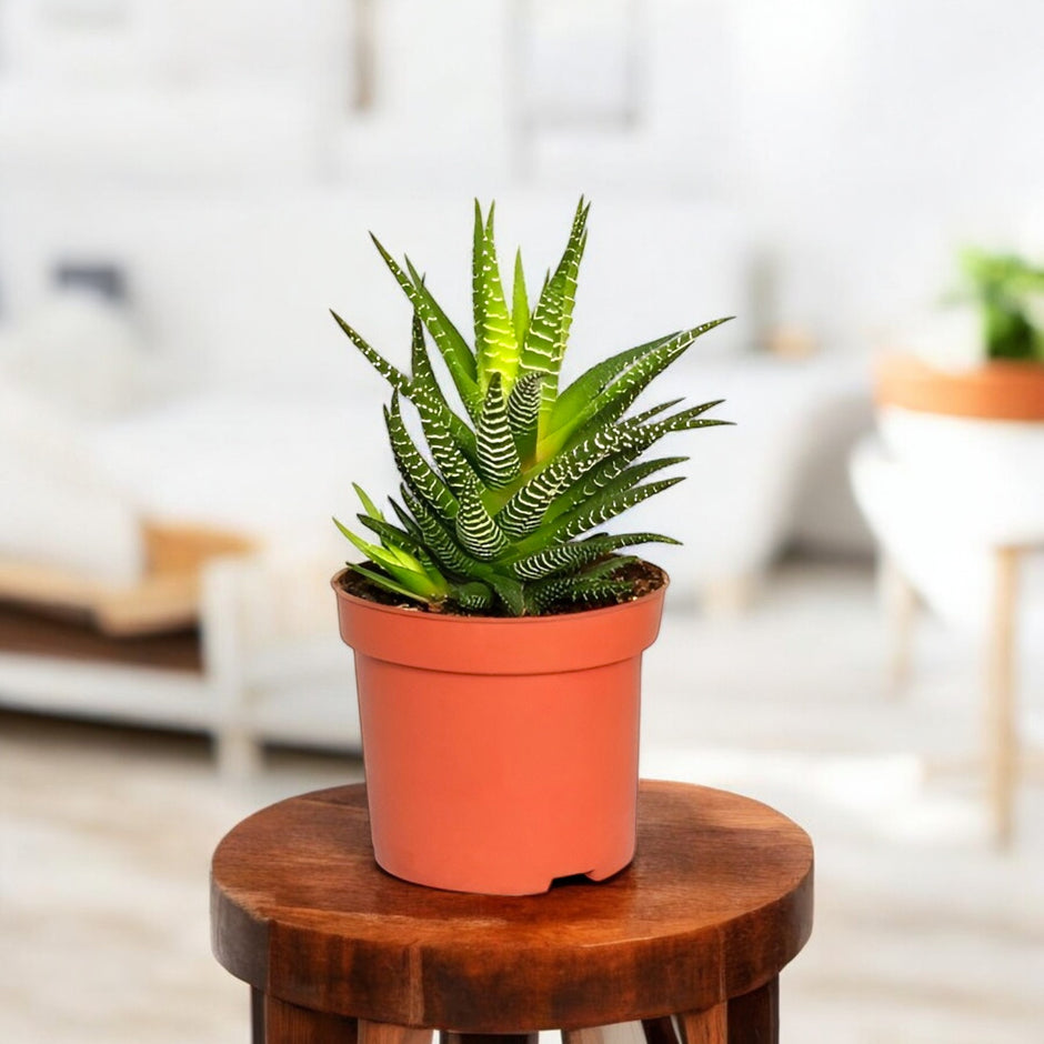 Buy Plants Online – Live Potted Plants for Home & Garden