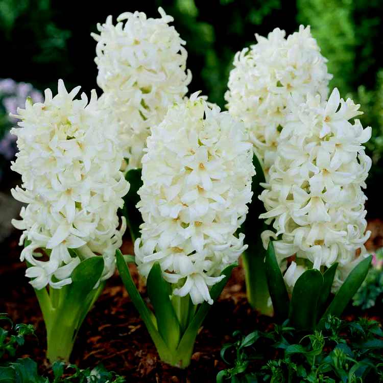 Buy Hyacinth Aiolos - 3 Bulbs online at best price