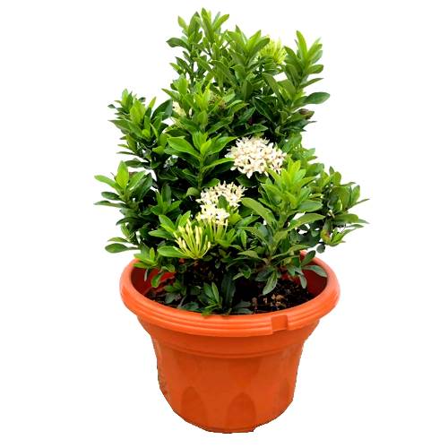 Buy Ixora Mini Dwarf White Plant online at best price