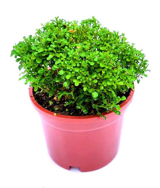 Buy Kamini Dwarf -Murraya Paniculata Peppyflora online at best price